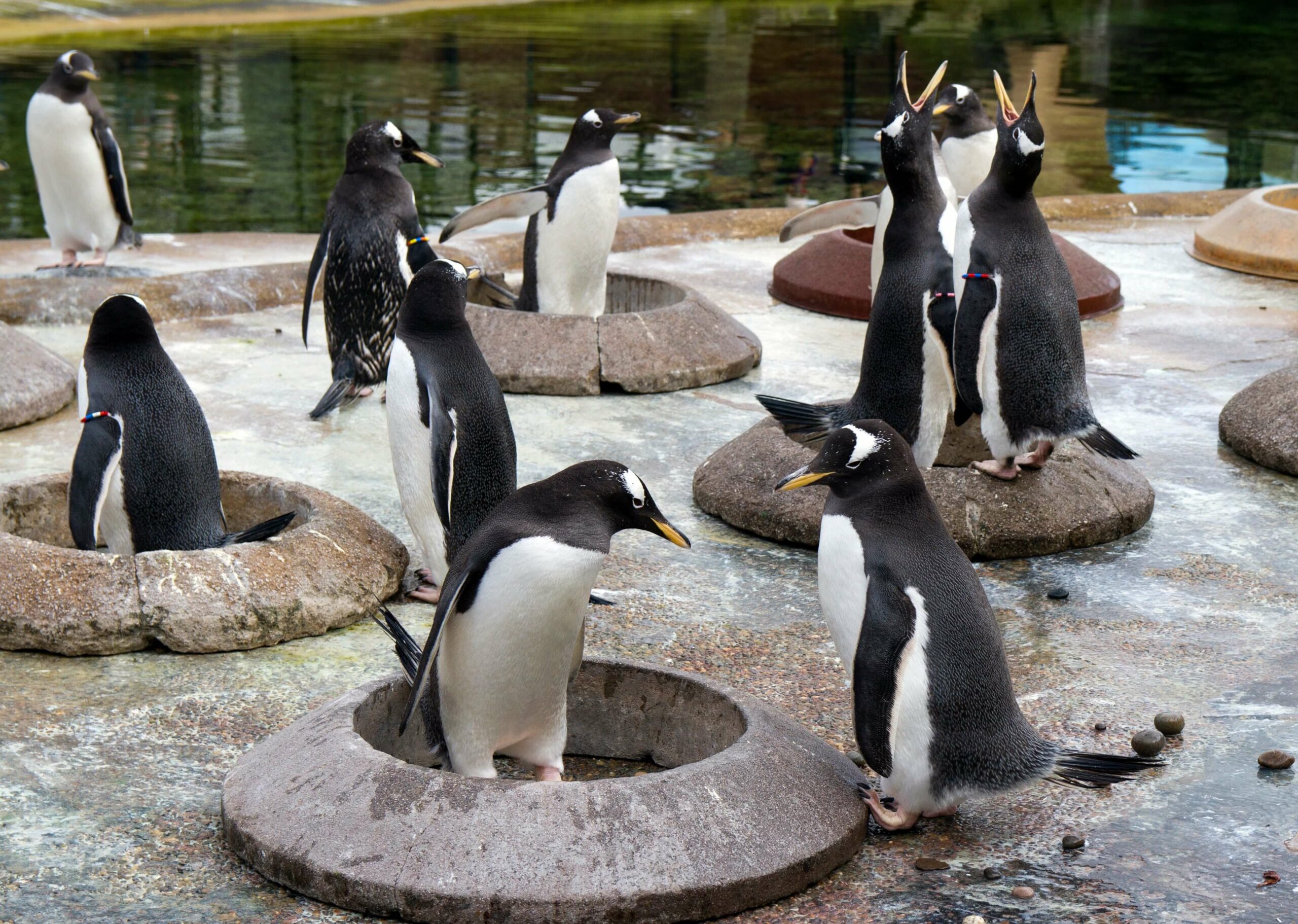 RZSS Edinburgh Zoo Tour: Penguins - Curious About Our Planet