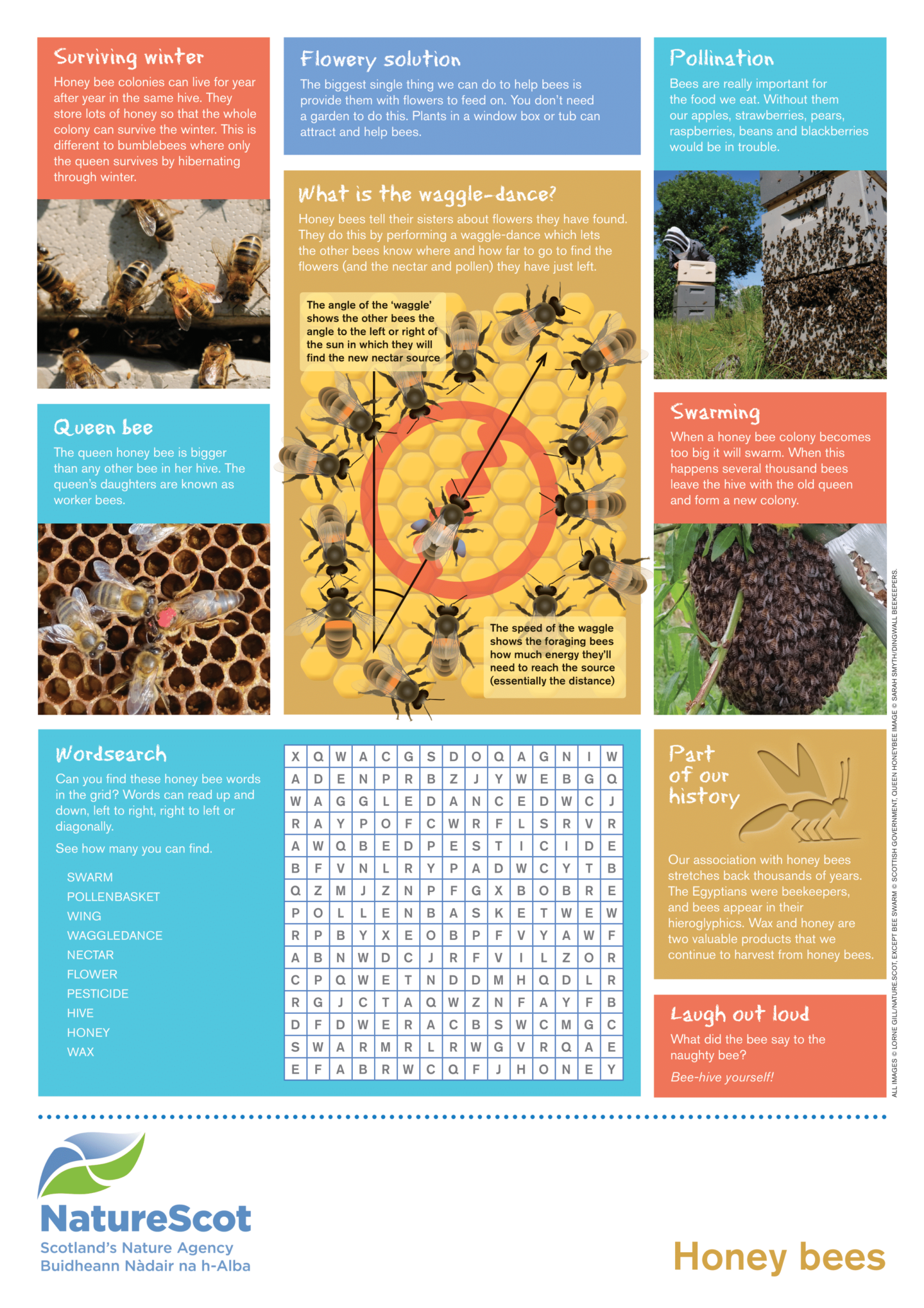 Citizen Science: Nature Scot Children's Activity Sheets (Bees & Wasps ...