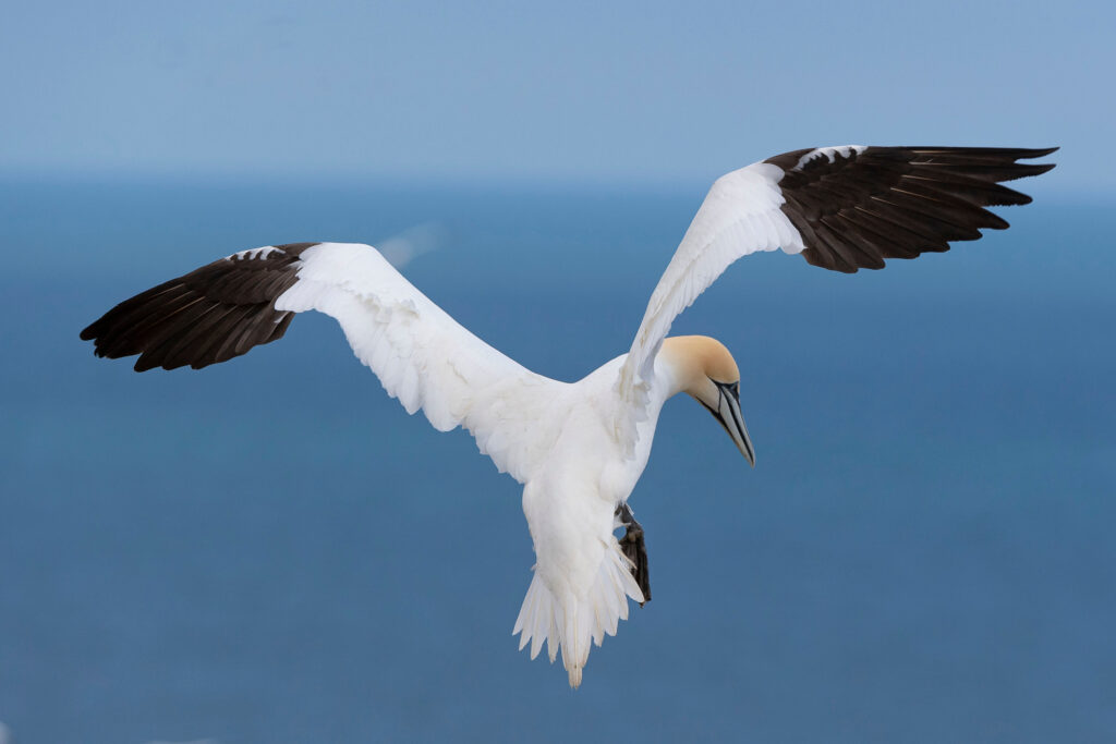 Scottish Seabird Centre: Dive In - Curious About Our Planet