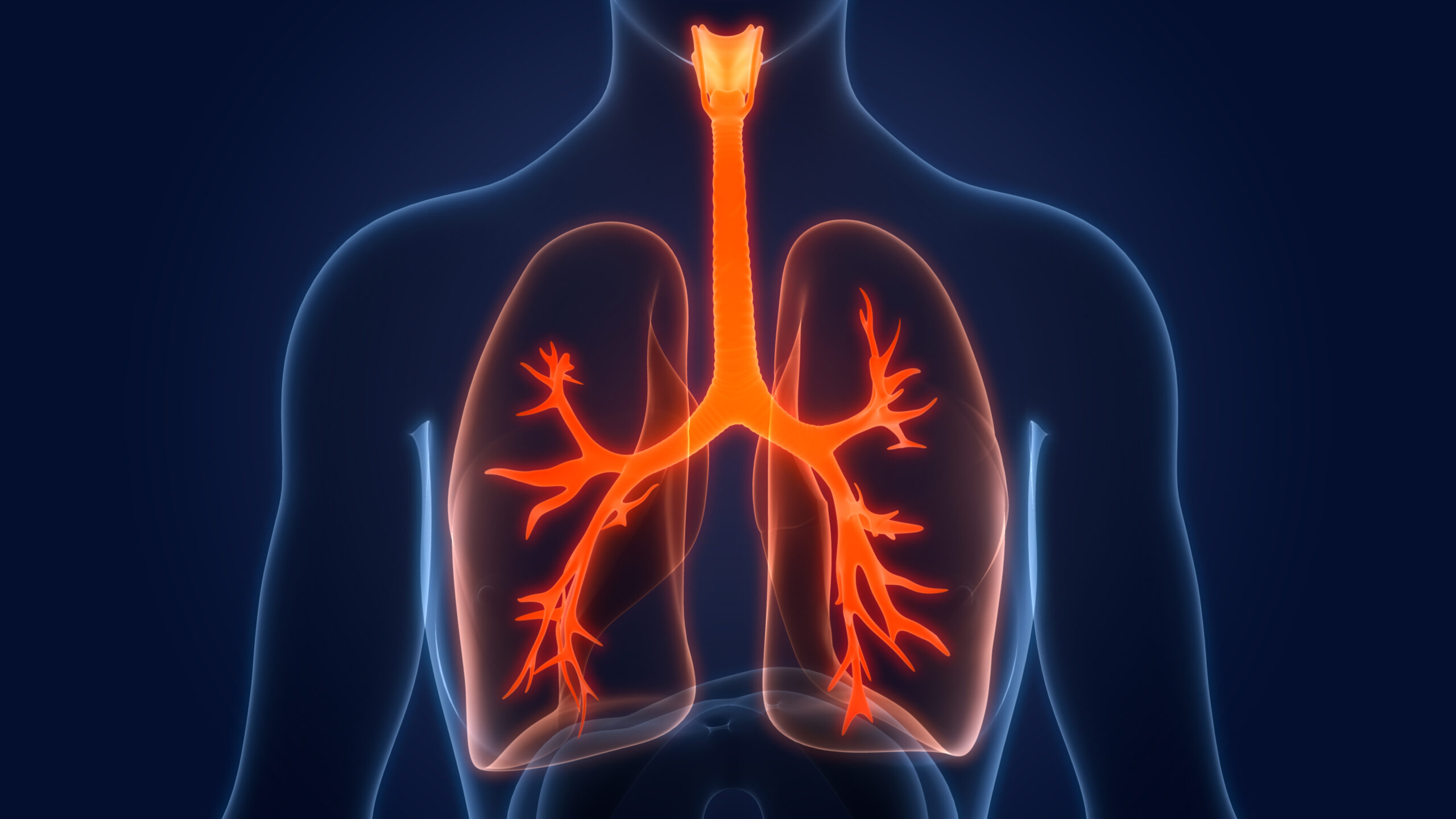 Lung Dissection The Human Body Lung Dissection The Human Body